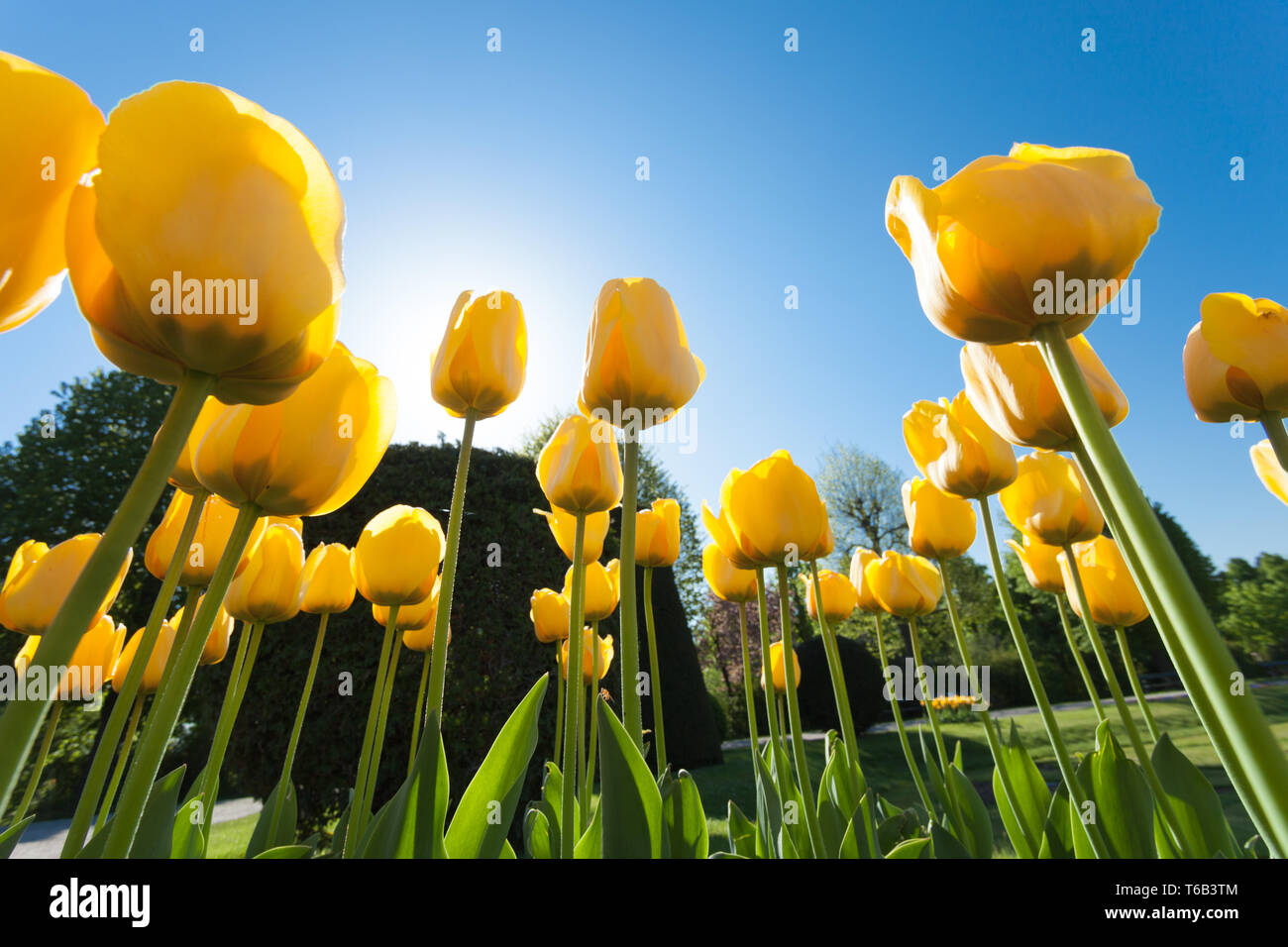 Tulips in spring hi-res stock photography and images - Alamy