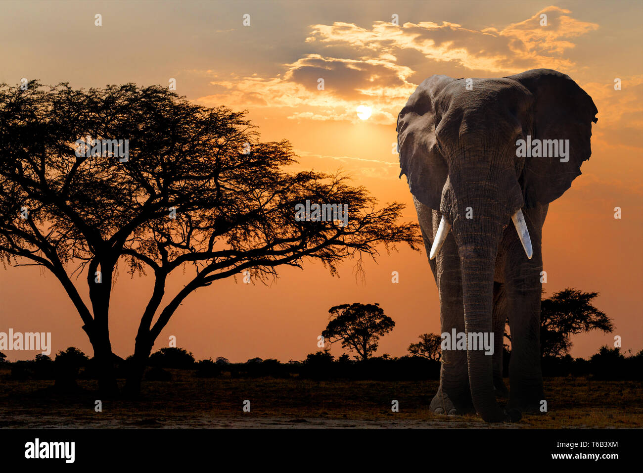 African Sunset Elephant