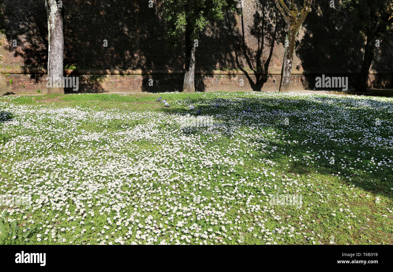 Green lawn near the ramparts Stock Photo - Alamy