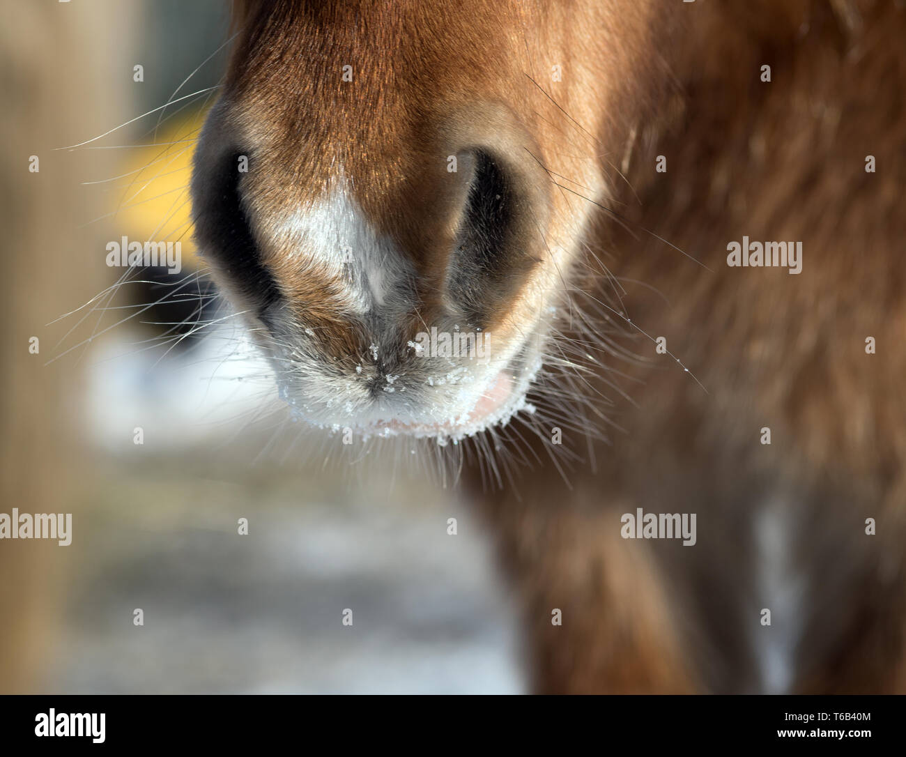 Blue snout hi-res stock photography and images - Alamy