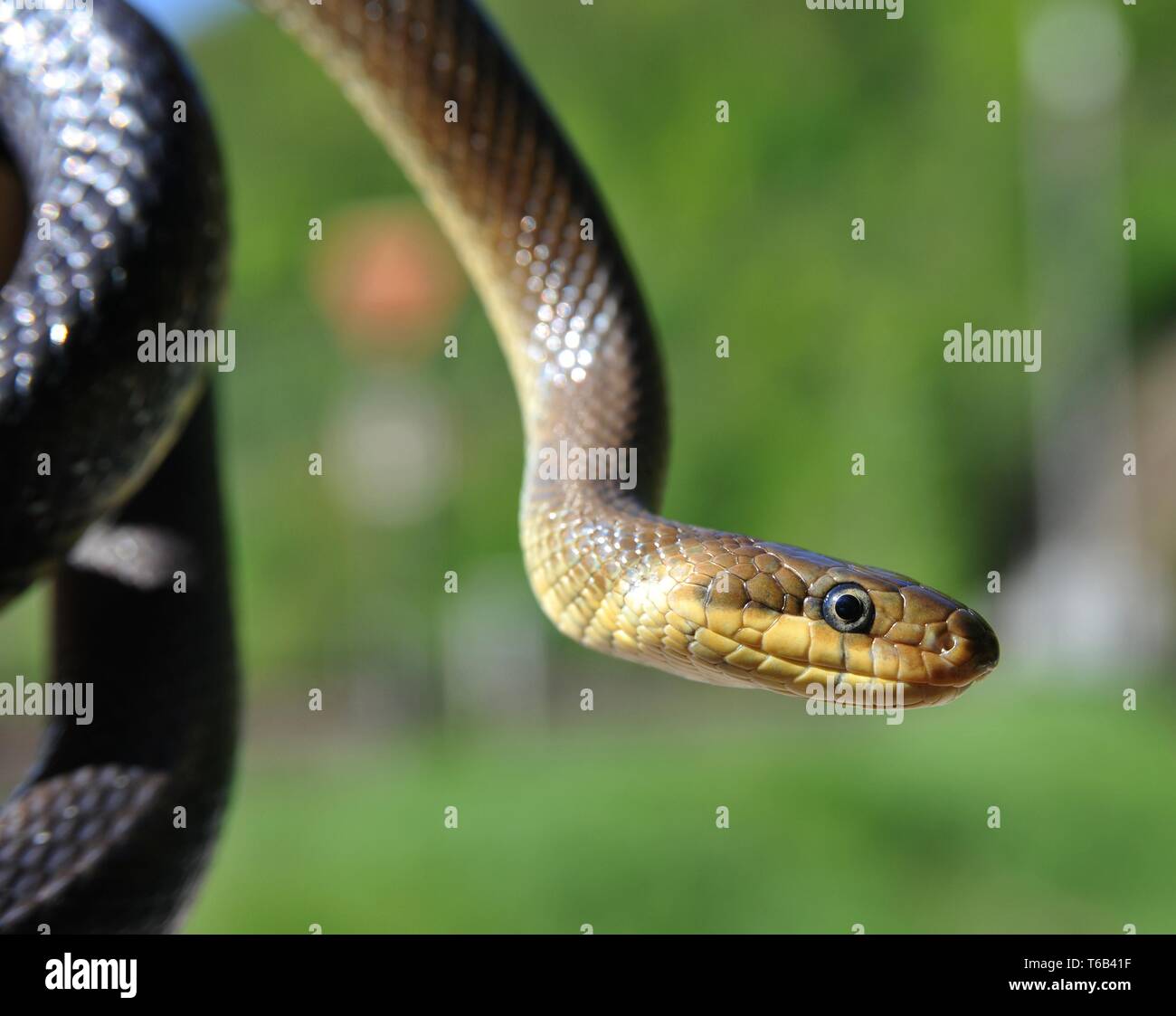 Big Aesculap Rat Snake, Zamensis longissimus, in Hand, Neckartal ...
