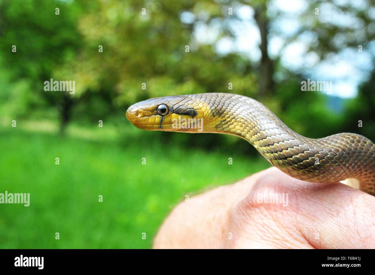 Big Aesculap Rat Snake, Zamensis longissimus, in Hand, Neckartal ...