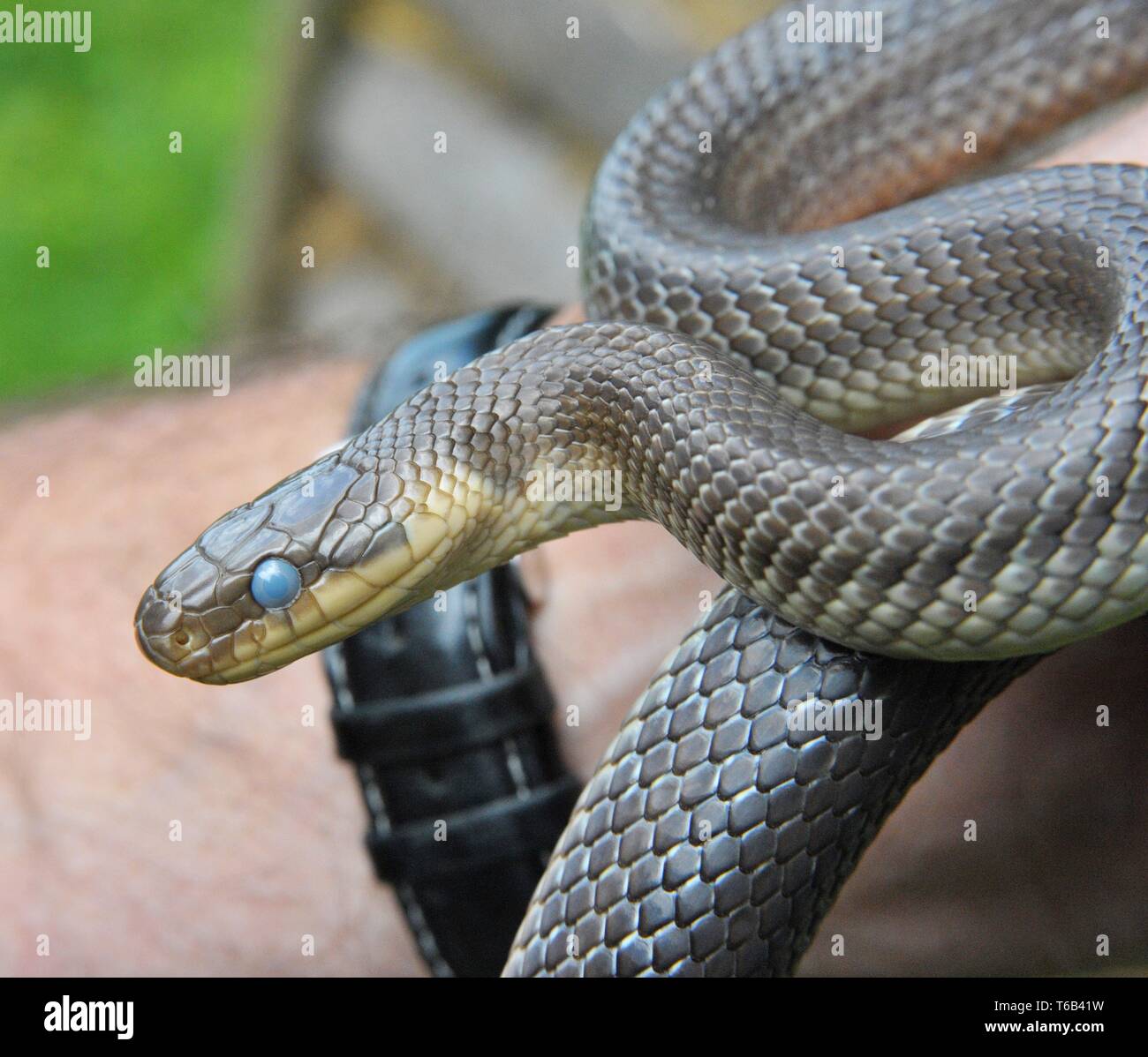 Zamensis High Resolution Stock Photography and Images - Alamy