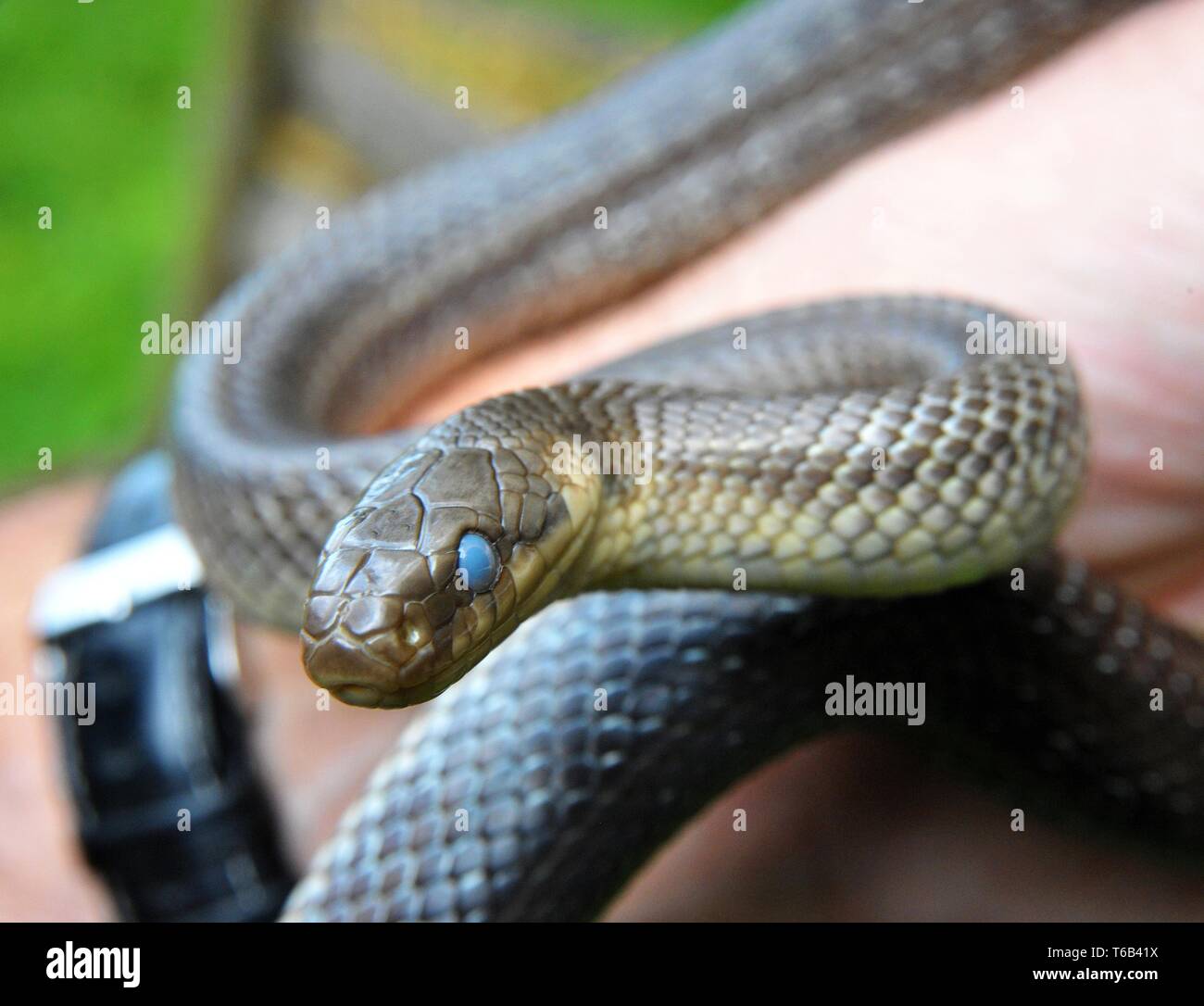 Aesculap Rat Snake Stock Photo - Alamy
