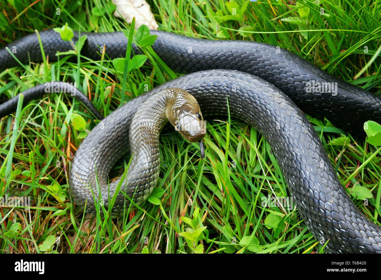 Aesculap Rat Snake, Zamensis longissimus, Neckartal, Germany Stock ...