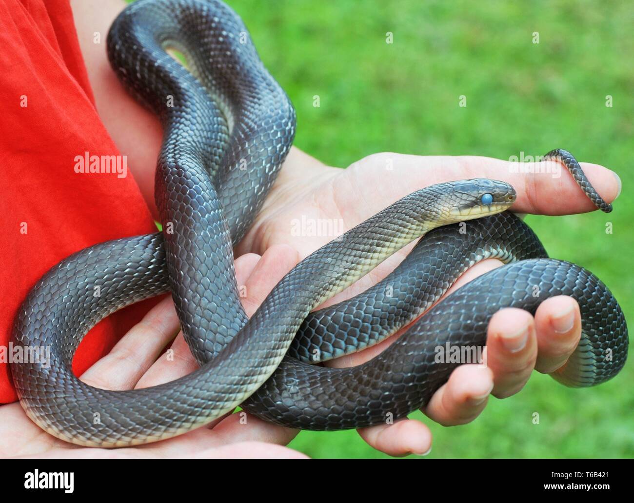 Aesculap Rat Snake, Zamensis longissimus, in Hand, Neckartal, Germany ...