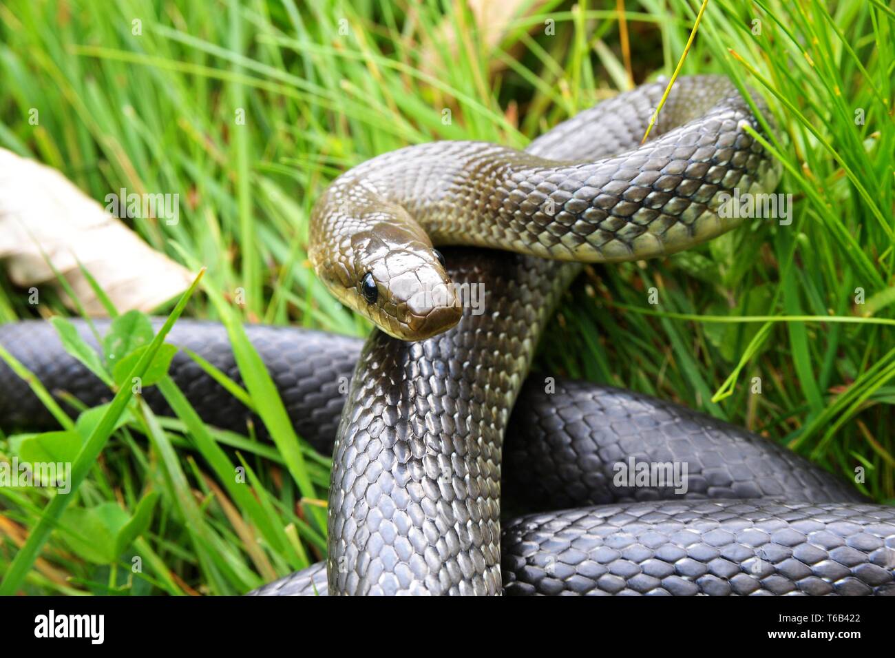 Aesculap Rat Snake, Zamensis longissimus, Neckartal, Germany Stock ...