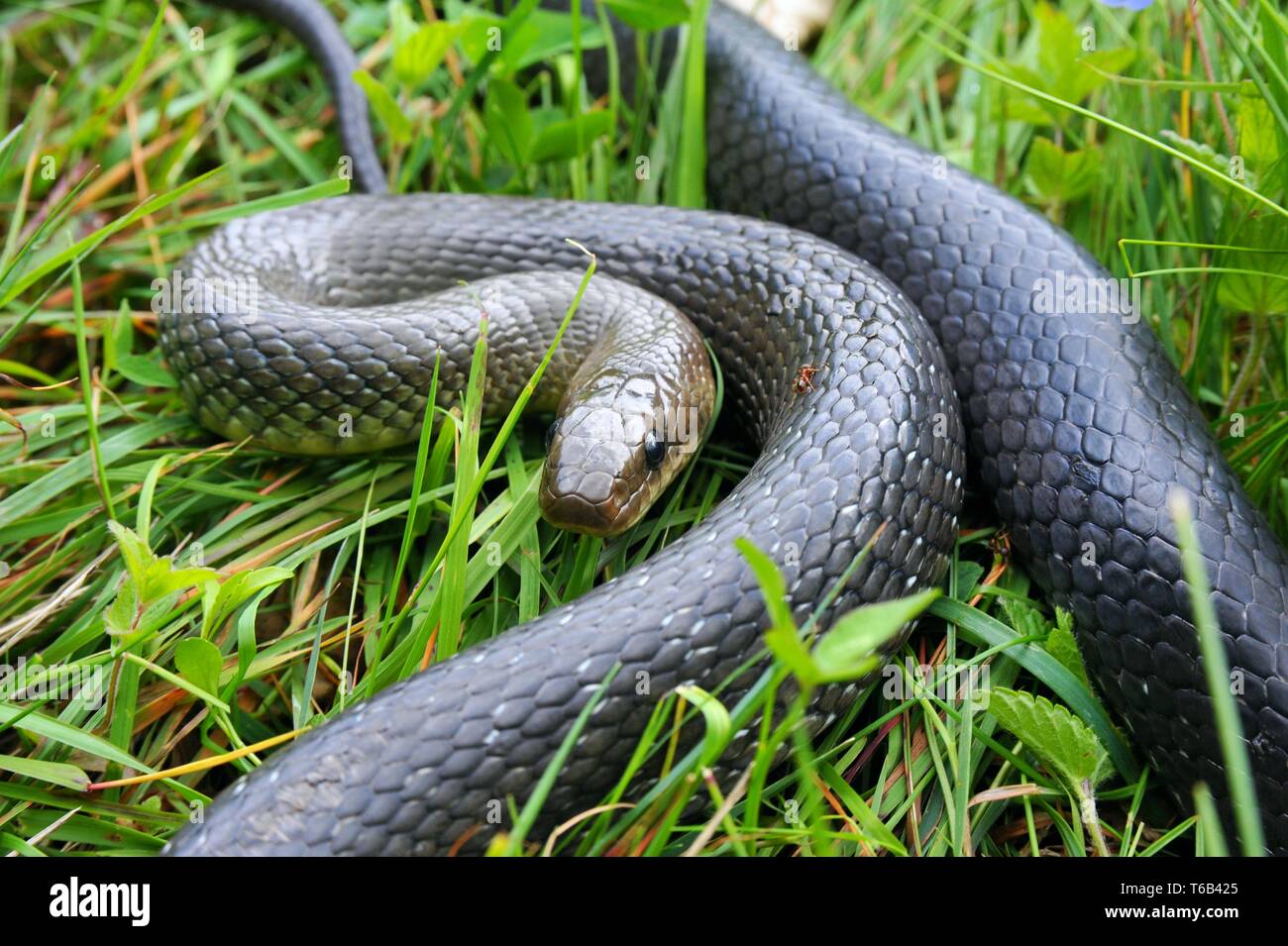 Aesculap Rat Snake, Zamensis longissimus, Neckartal, Germany Stock ...