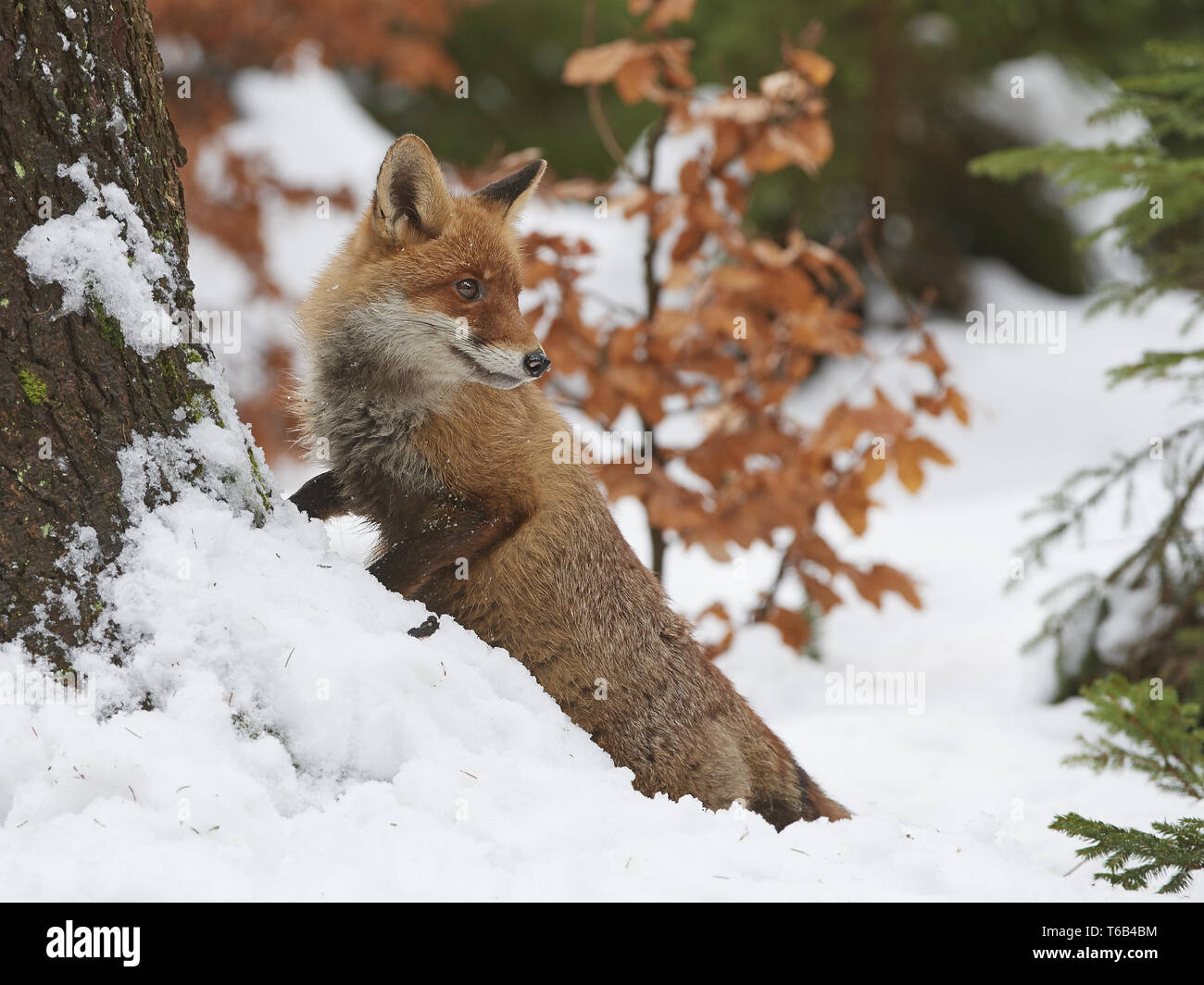 Red fox, Vulpes vulpes Stock Photo - Alamy