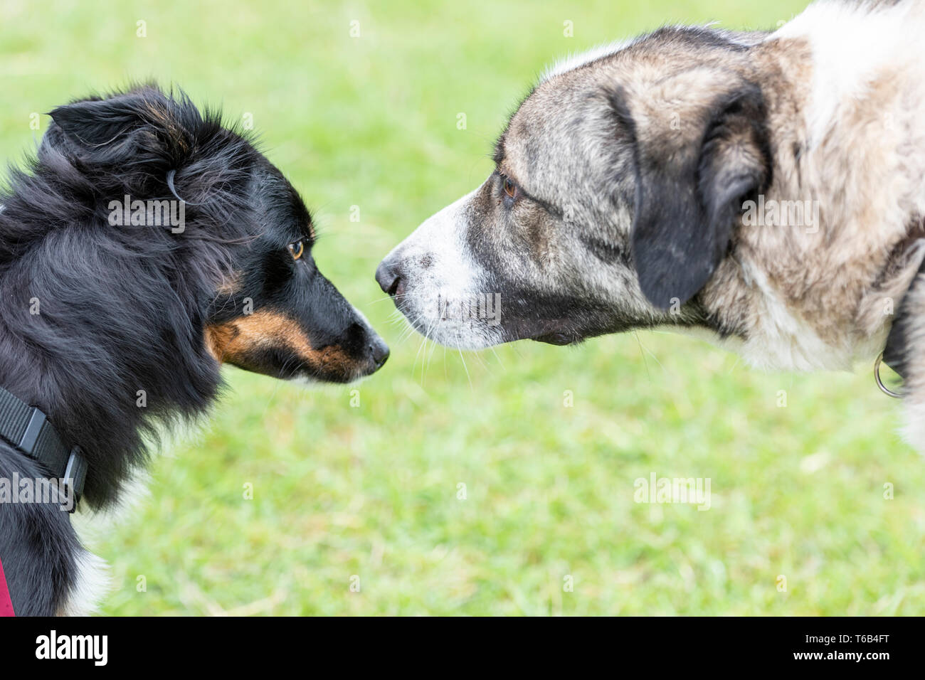 Rubbing noses greeting hi-res stock photography and images - Alamy