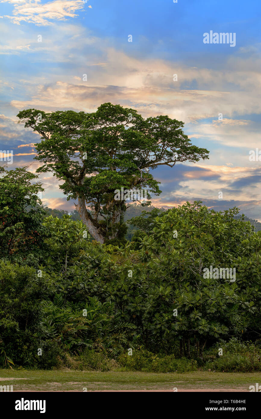 Landscape of Masoala National Park, Madagascar Stock Photo - Alamy