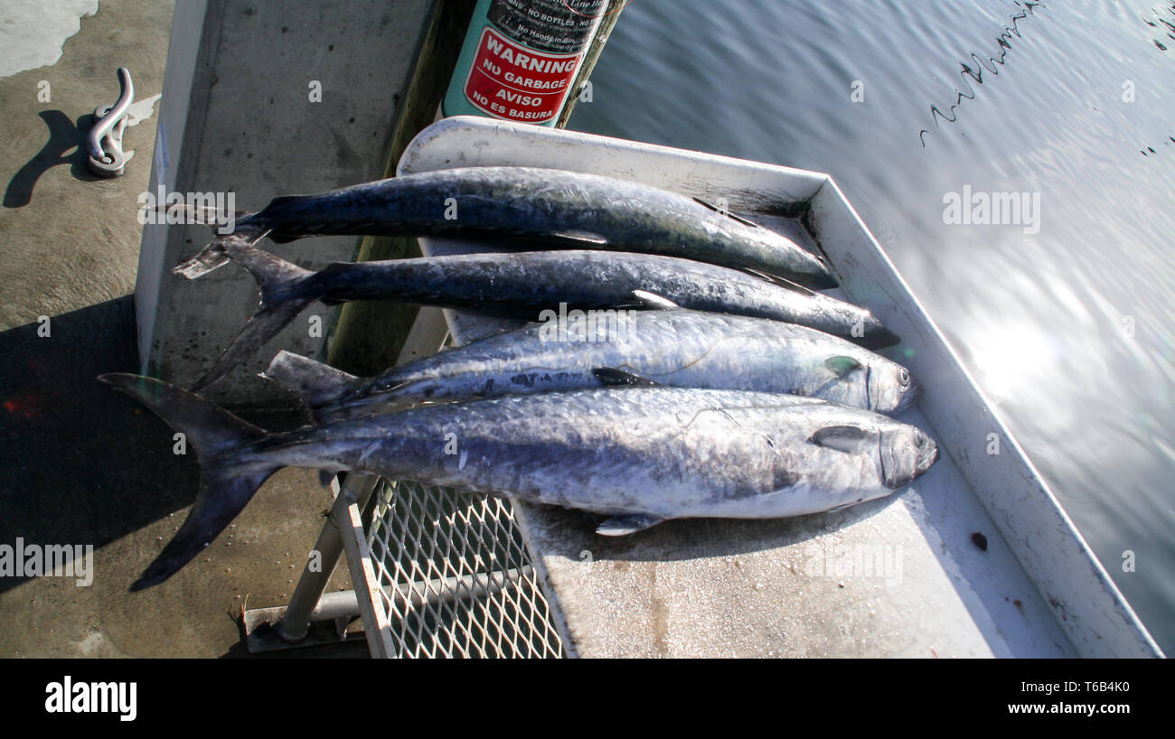 Frischfang hi-res stock photography and images - Alamy