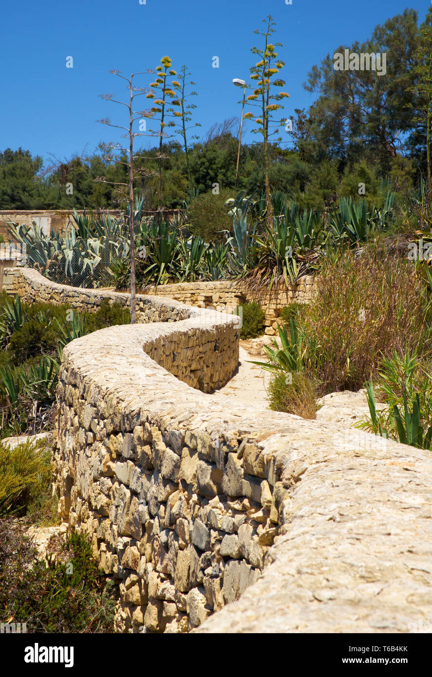 Stone country fence and Agave plants on south coast of Malta Stock ...