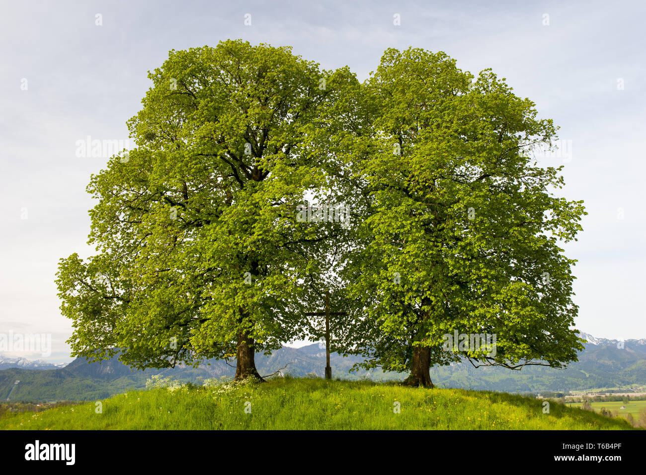 linden tree, genus tilia Stock Photo - Alamy