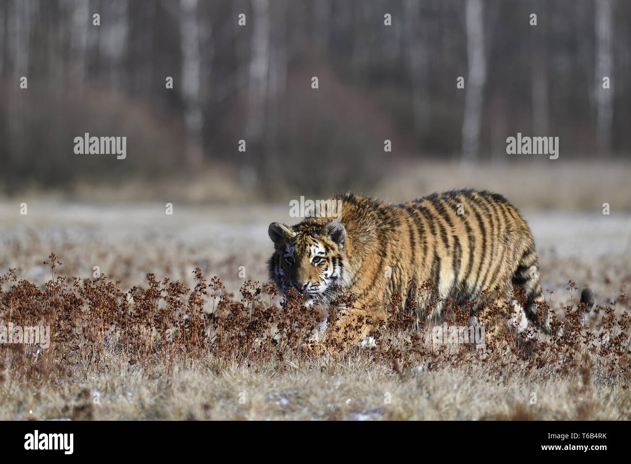 Siberian tiger, Panthera tigris tigris Stock Photo - Alamy