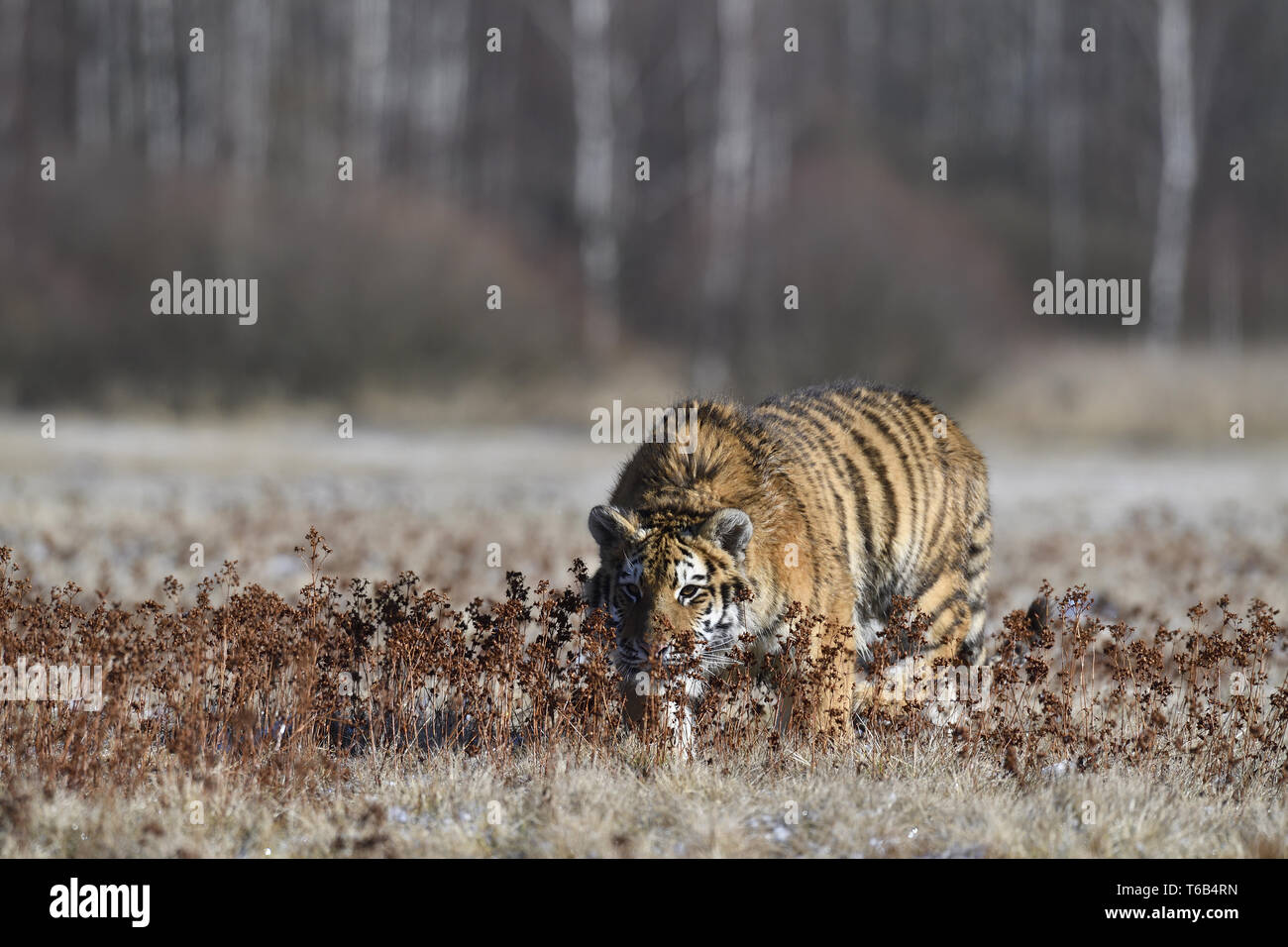 Siberian tiger panthera tigris tigris hi-res stock photography and ...