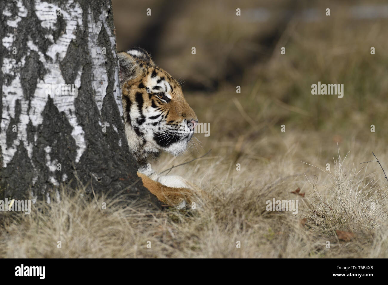 Tiger full body hi-res stock photography and images - Alamy