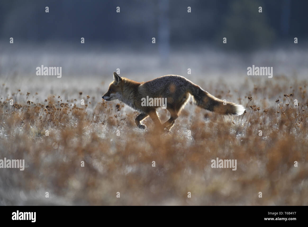 Renard renard roux animal adorable animal hi-res stock photography and ...