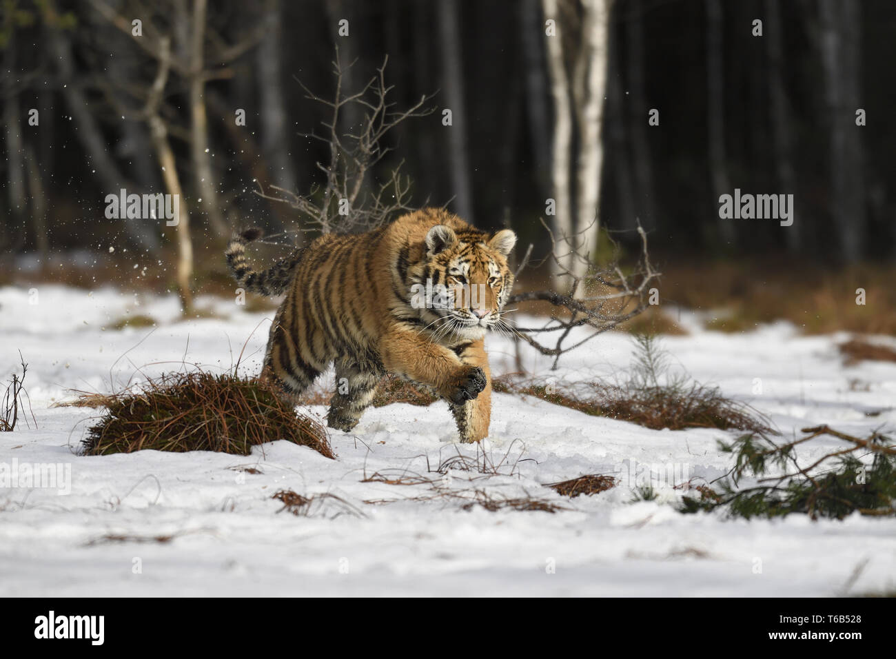 Tiger front view hi-res stock photography and images - Alamy