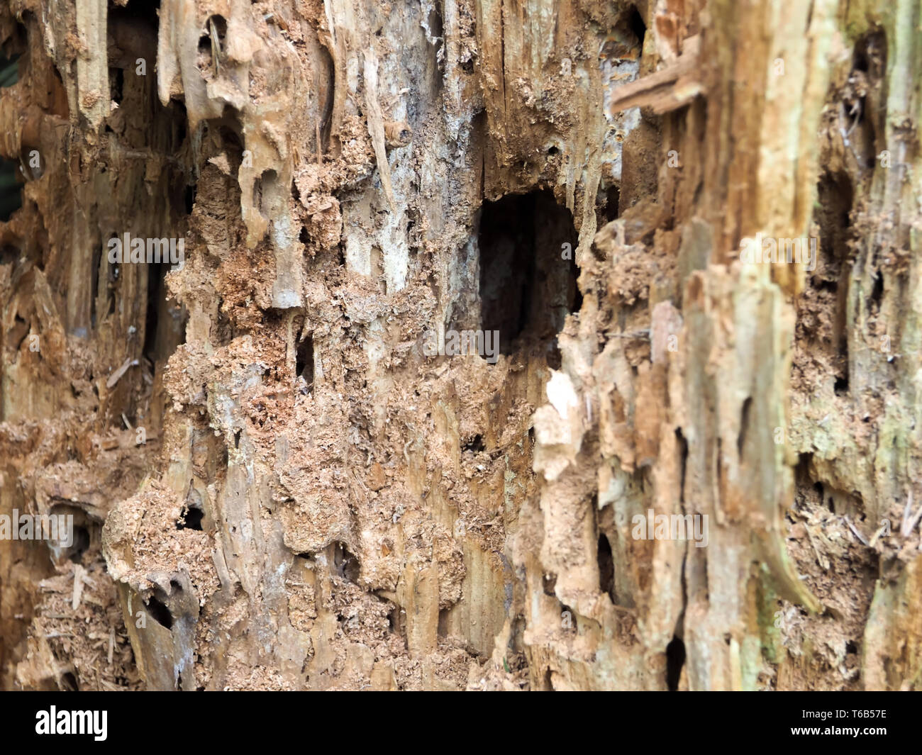 Inside a rotten tree hi-res stock photography and images - Alamy
