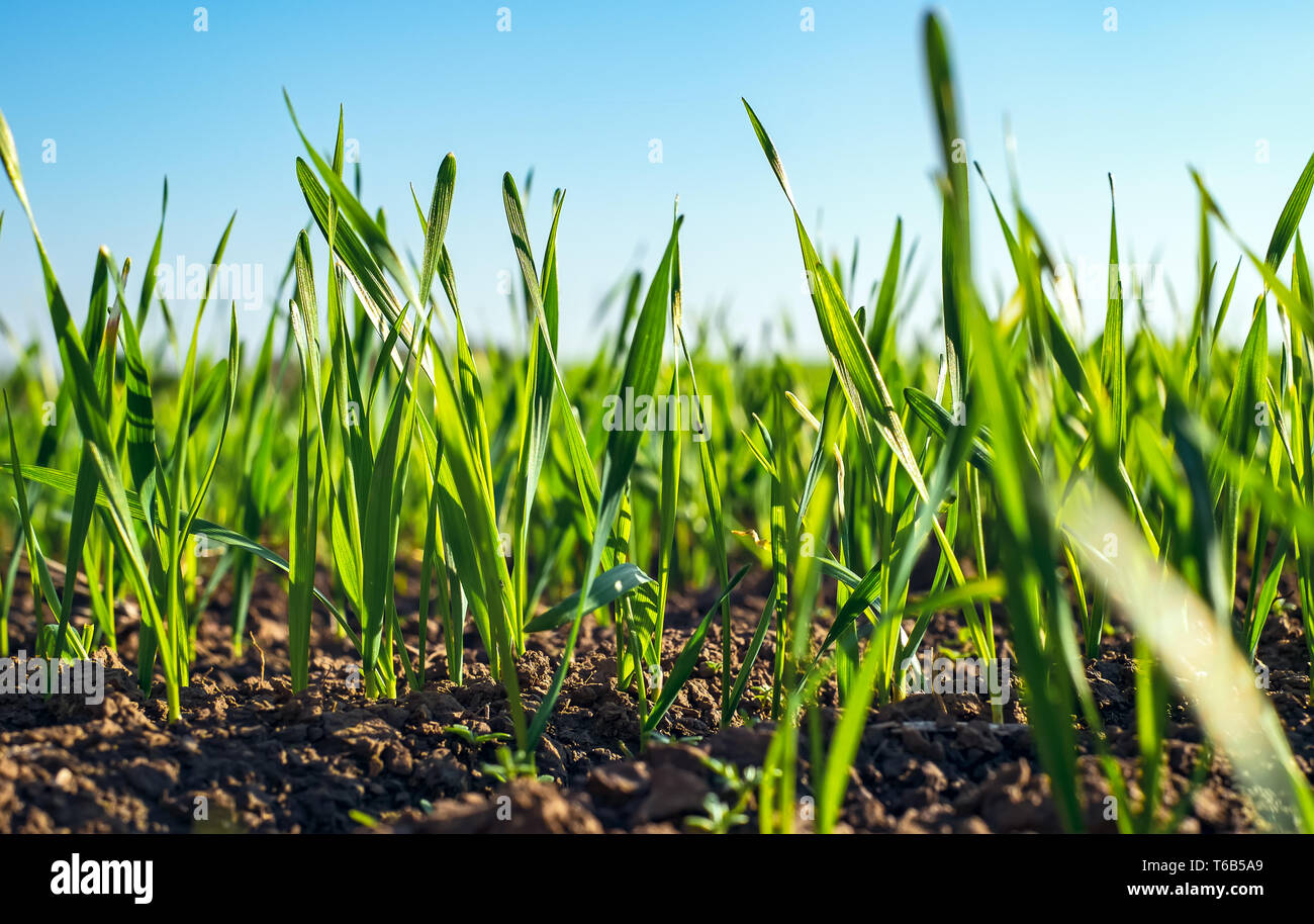 Barley seed germination hi-res stock photography and images - Alamy