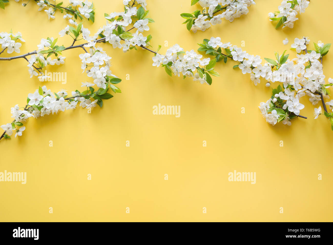 Border of spring white fruits blossom branches on yellow. Floral ...