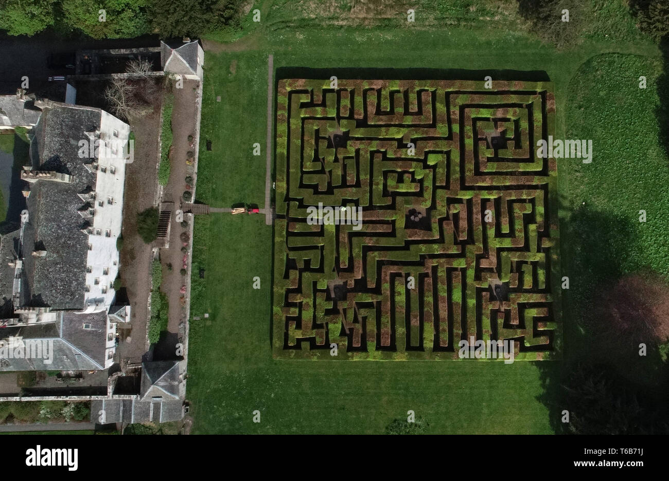 Gardner Eric Drennon give the maze at Tranquair House in Peeblessshire ...