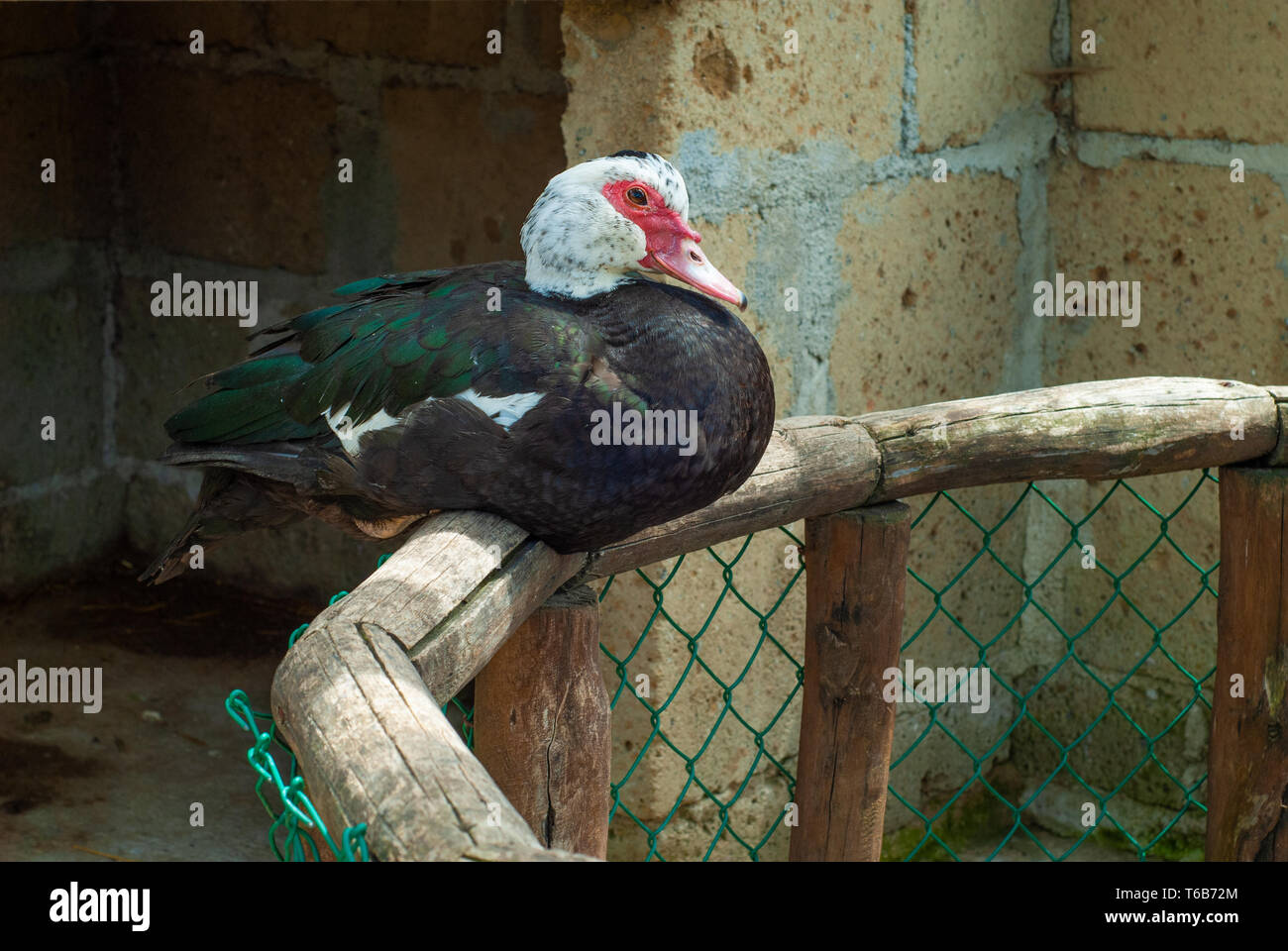 Red billed duck hi-res stock photography and images - Alamy