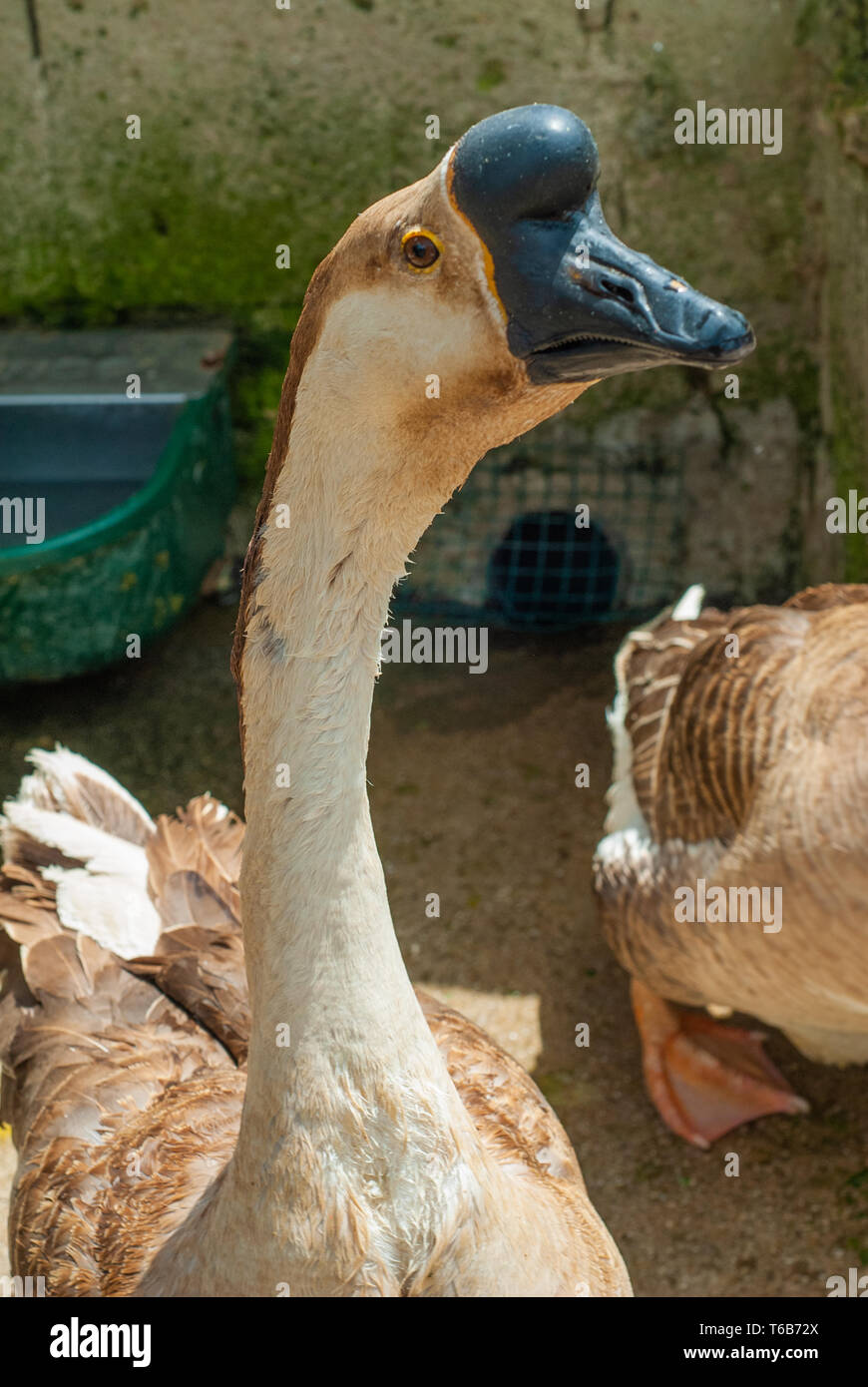 Long neck duck hi-res stock photography and images - Alamy