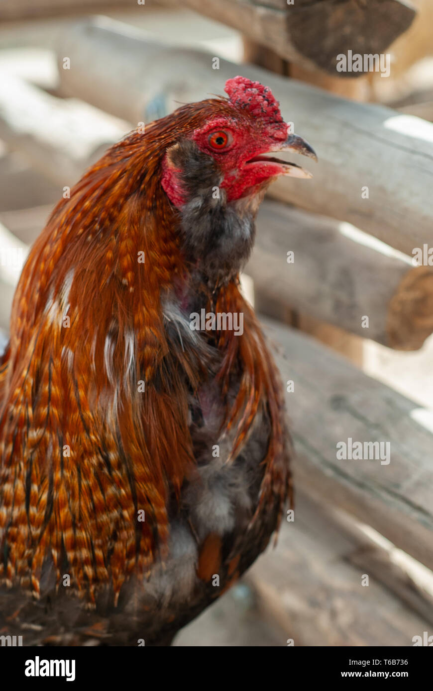 Portrait of a hen with her red eye and brown feathers in her hen house ...