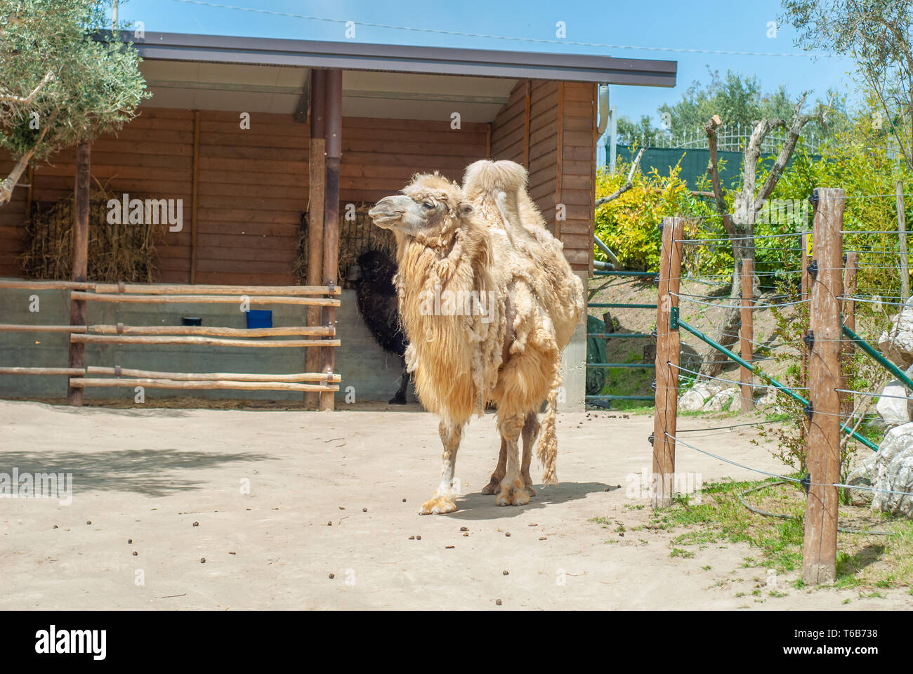 Shot of a camel, shedding its white fur, caught in its backyard in a ...
