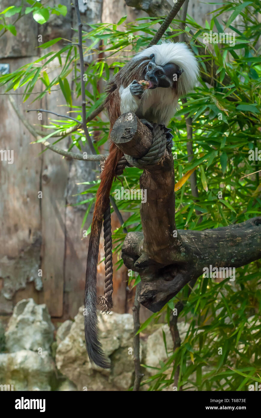 Monkey ducks hi-res stock photography and images - Alamy