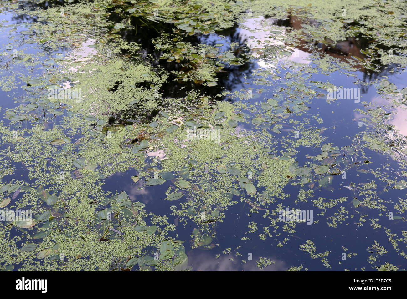 The surface of the muddy water Stock Photo - Alamy