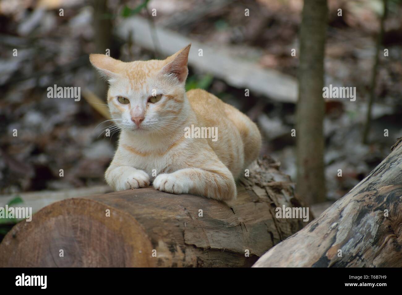 Cat in Backyard,Kerala,India Stock Photo - Alamy