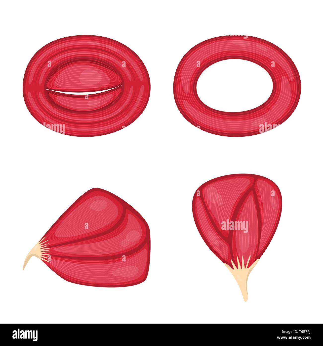 Vector illustration of muscle and cells icon. Set of muscle and anatomy ...