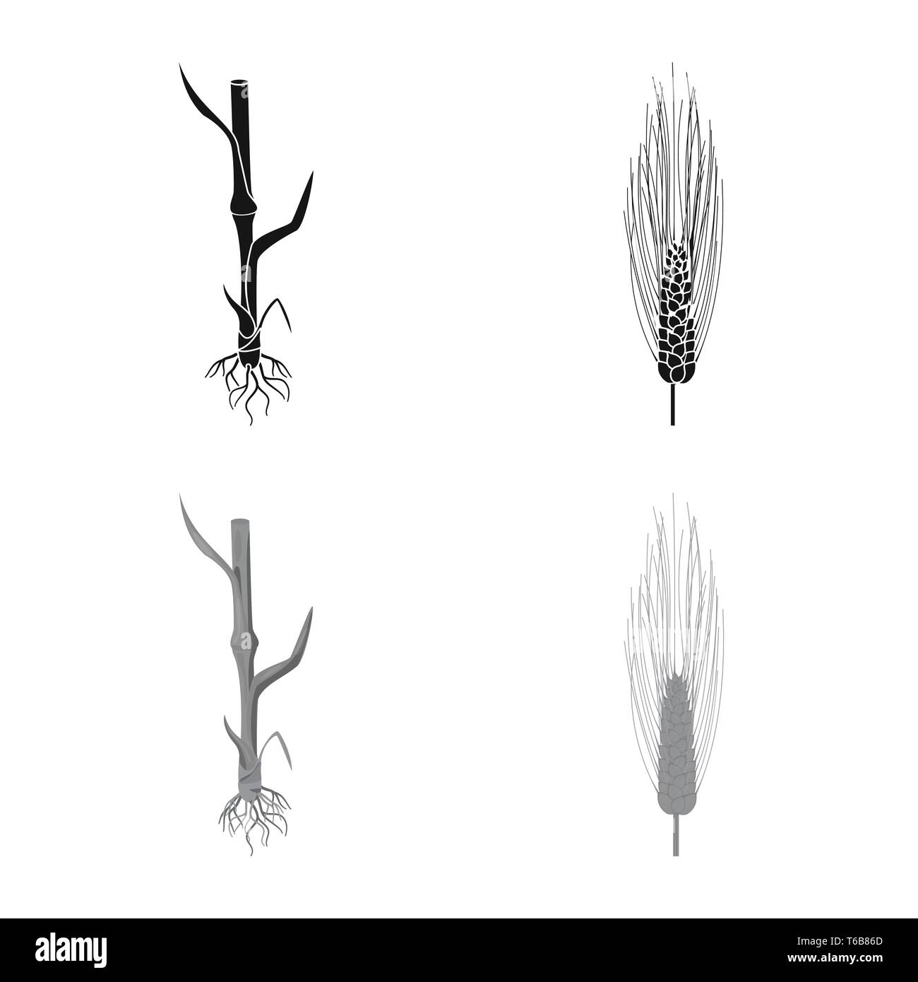 stem,barley,root,winter,soil,spring,seed,spike,grow,durum,cycle,crop ...