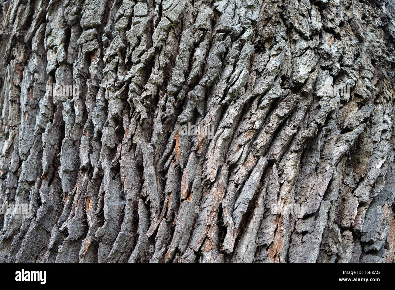 tree trunks body skin textures gray Stock Photo - Alamy