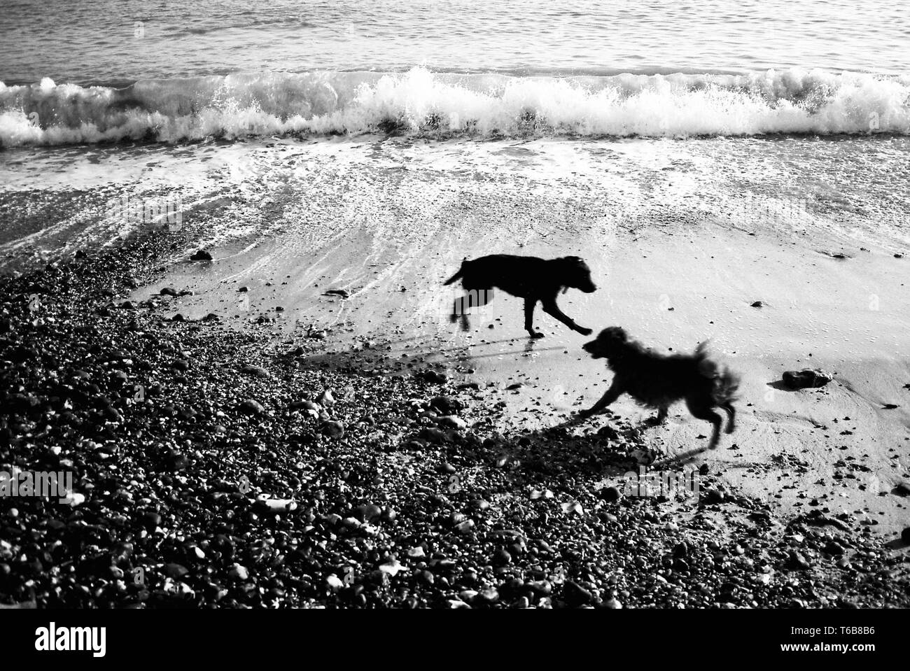 Funny puppy playing toy Black and White Stock Photos & Images - Alamy