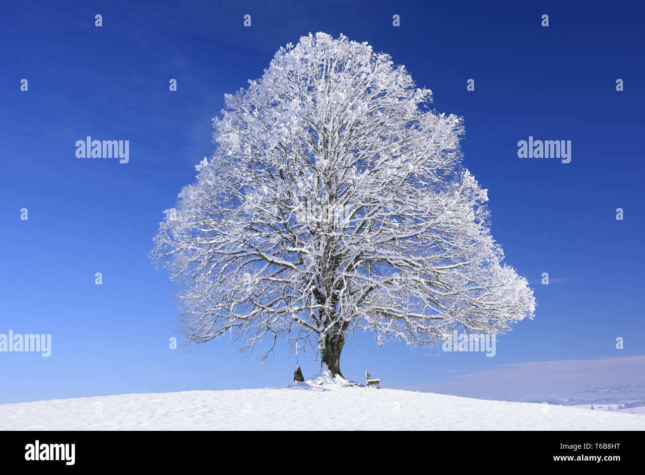 linden tree, genus tilia Stock Photo - Alamy