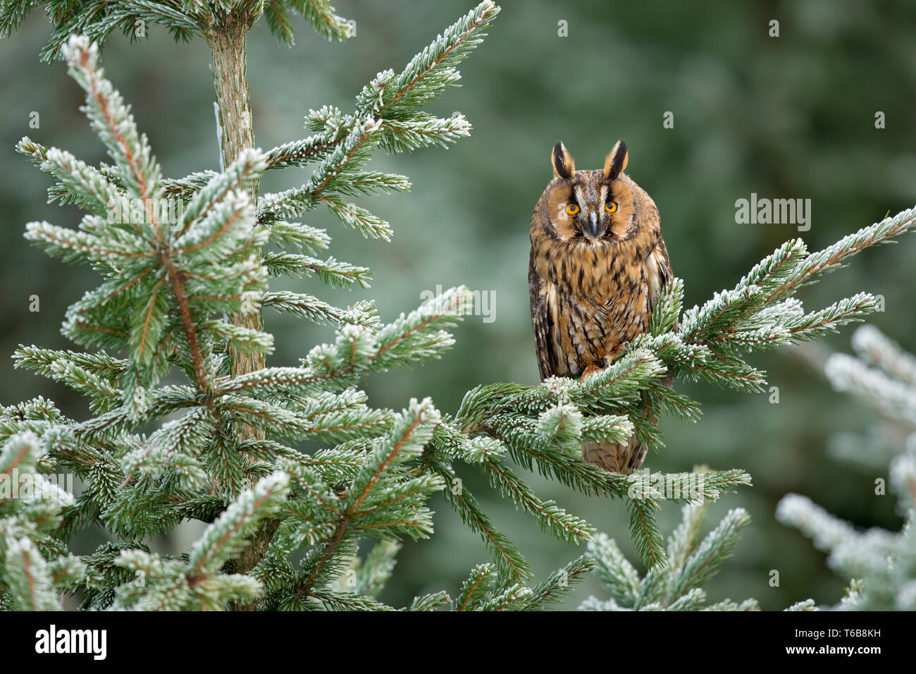 Long-eared owl (Asio otus), also known as the northern long-eared owl ...