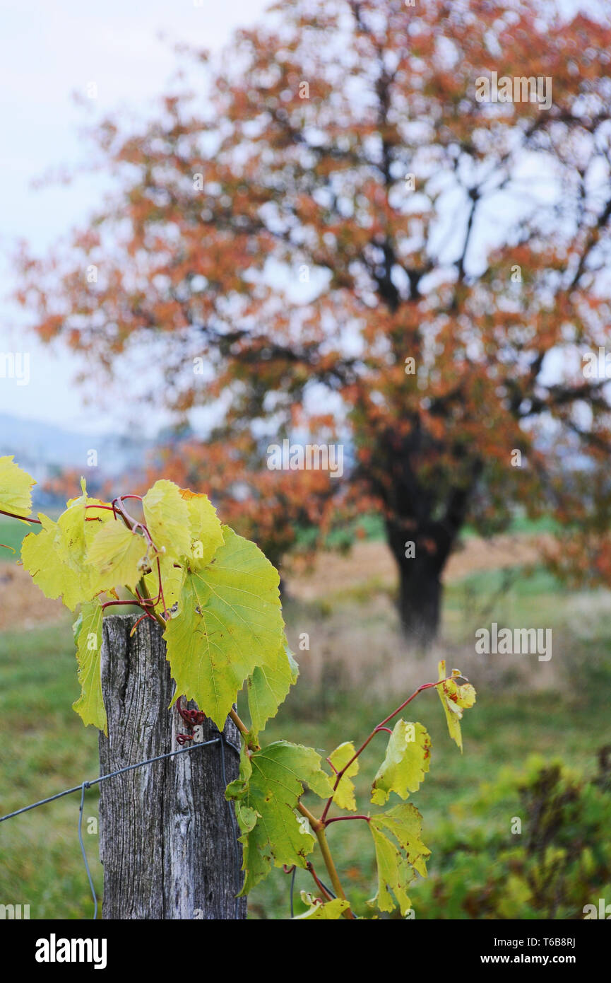 Cherry tree in vineyard hi-res stock photography and images - Alamy