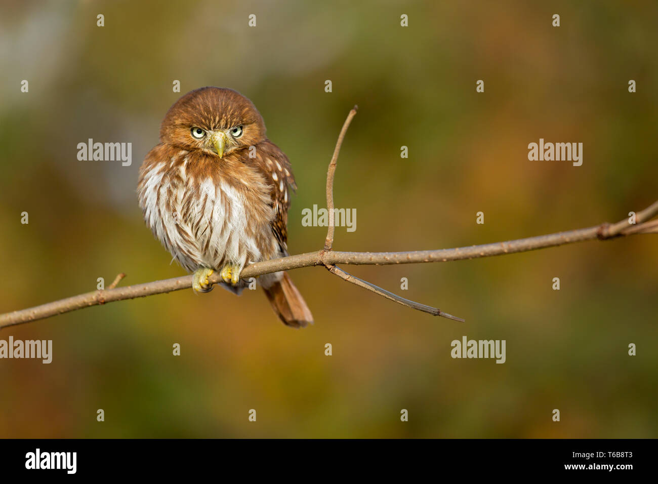 Central cute hi-res stock photography and images - Alamy