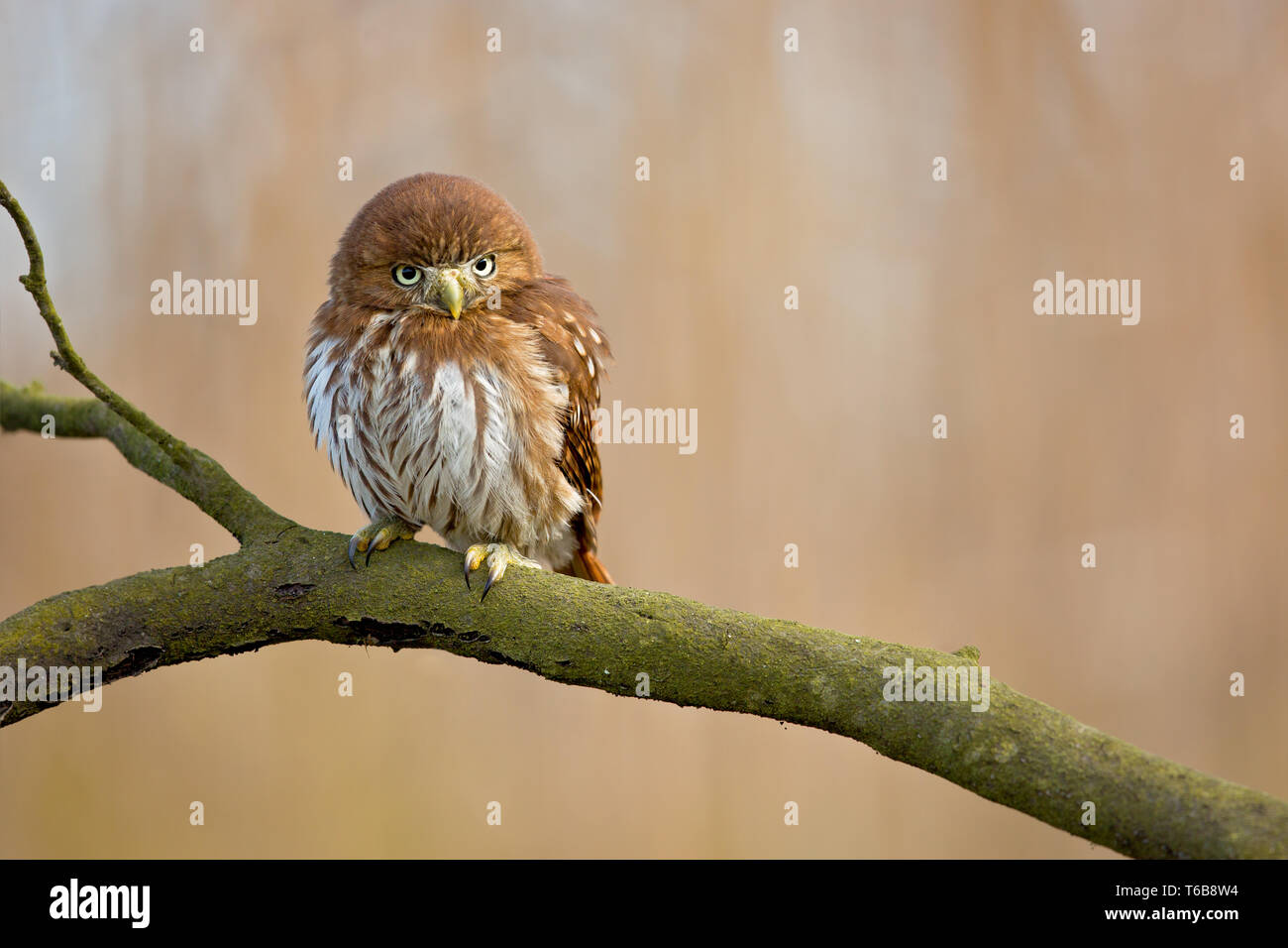 Ferruginous pygmy owl (Glaucidium brasilianum) is a small owl that ...