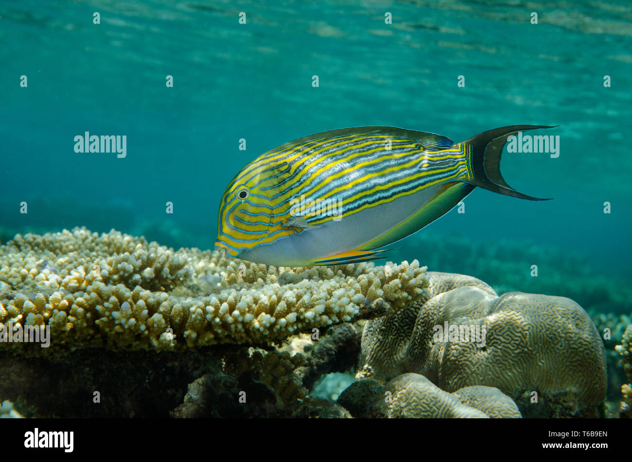 Striped surgeonfish, Acanthurus lineatus, on top of coral reef, Red Sea ...