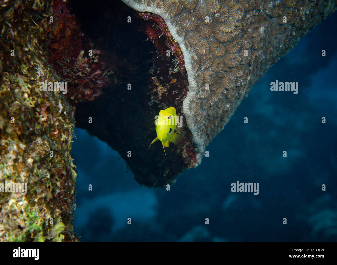 Lemon Damsel, Pomacentrus sulfureus, hiding in coral, Red Sea, Hamata ...