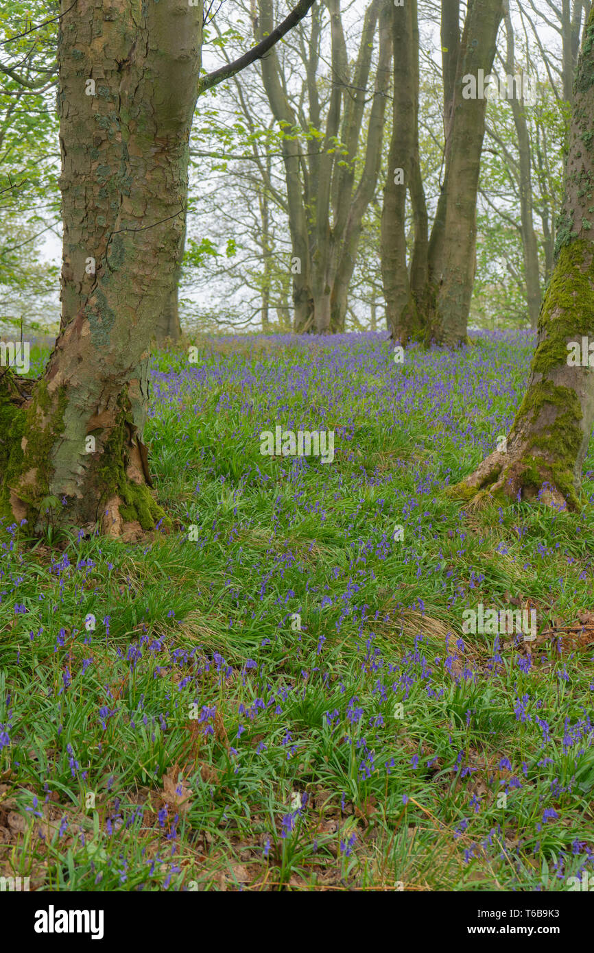 Bluebells in Woodland Stock Photo - Alamy