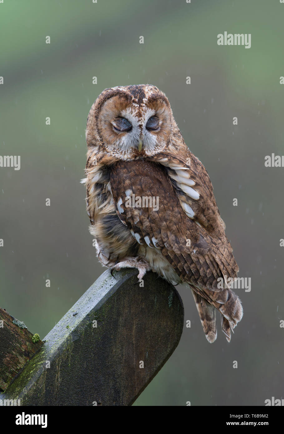 Owl in the rain hi-res stock photography and images - Alamy