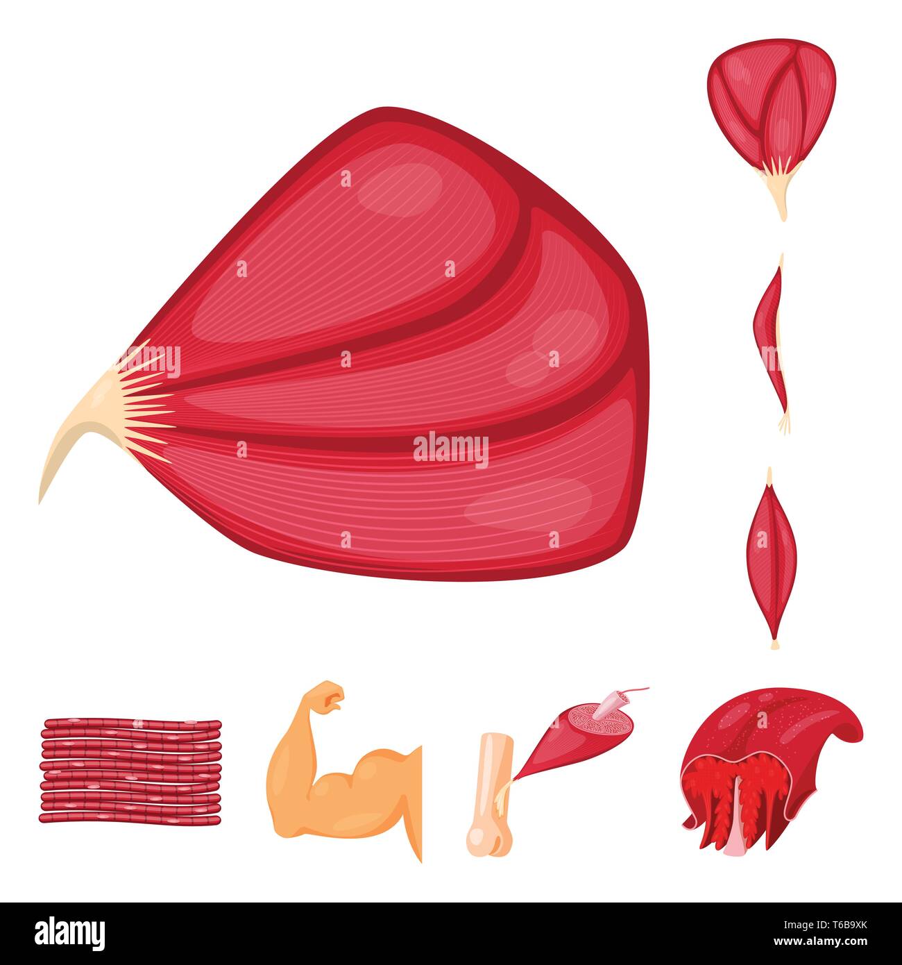 Isolated object of muscle and cells symbol. Collection of muscle and ...