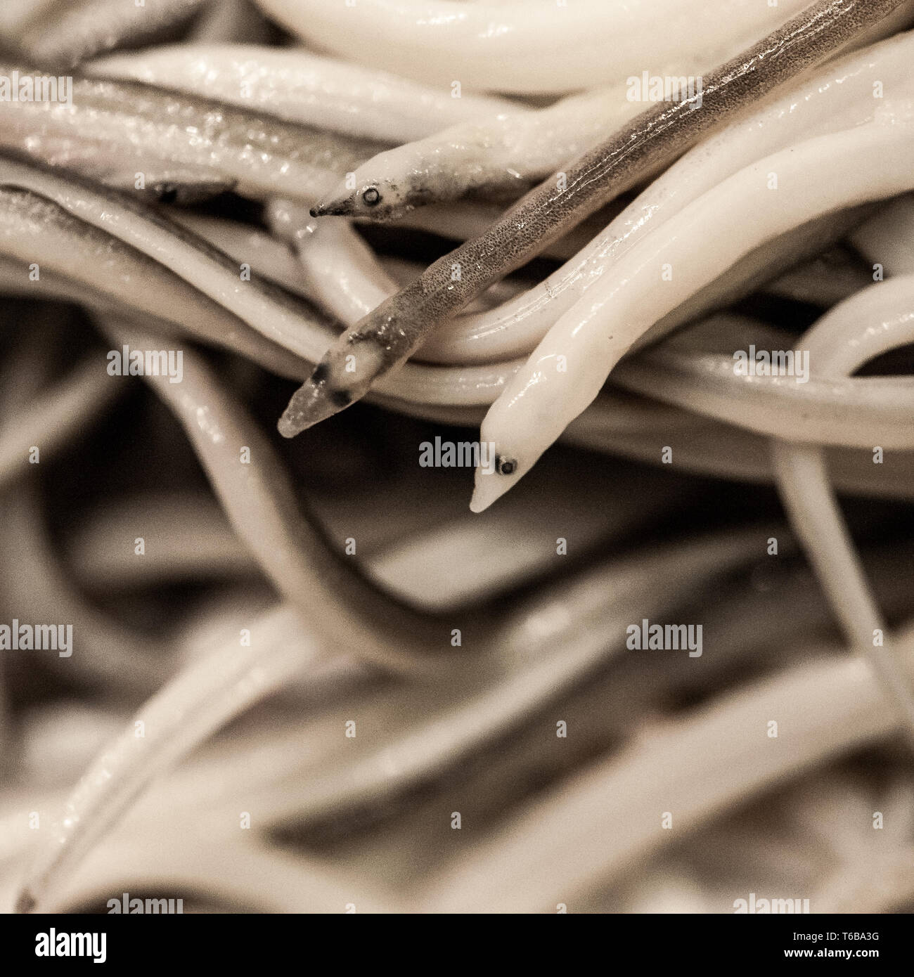 Traditional Basque meal - baby eel fried with garlic in olive oil Stock ...