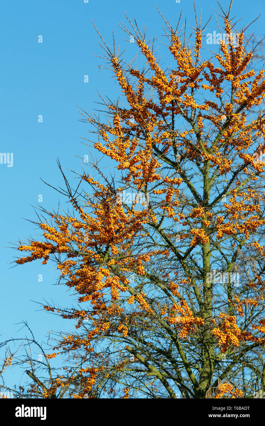 Sea buckthorn tree Stock Photo - Alamy